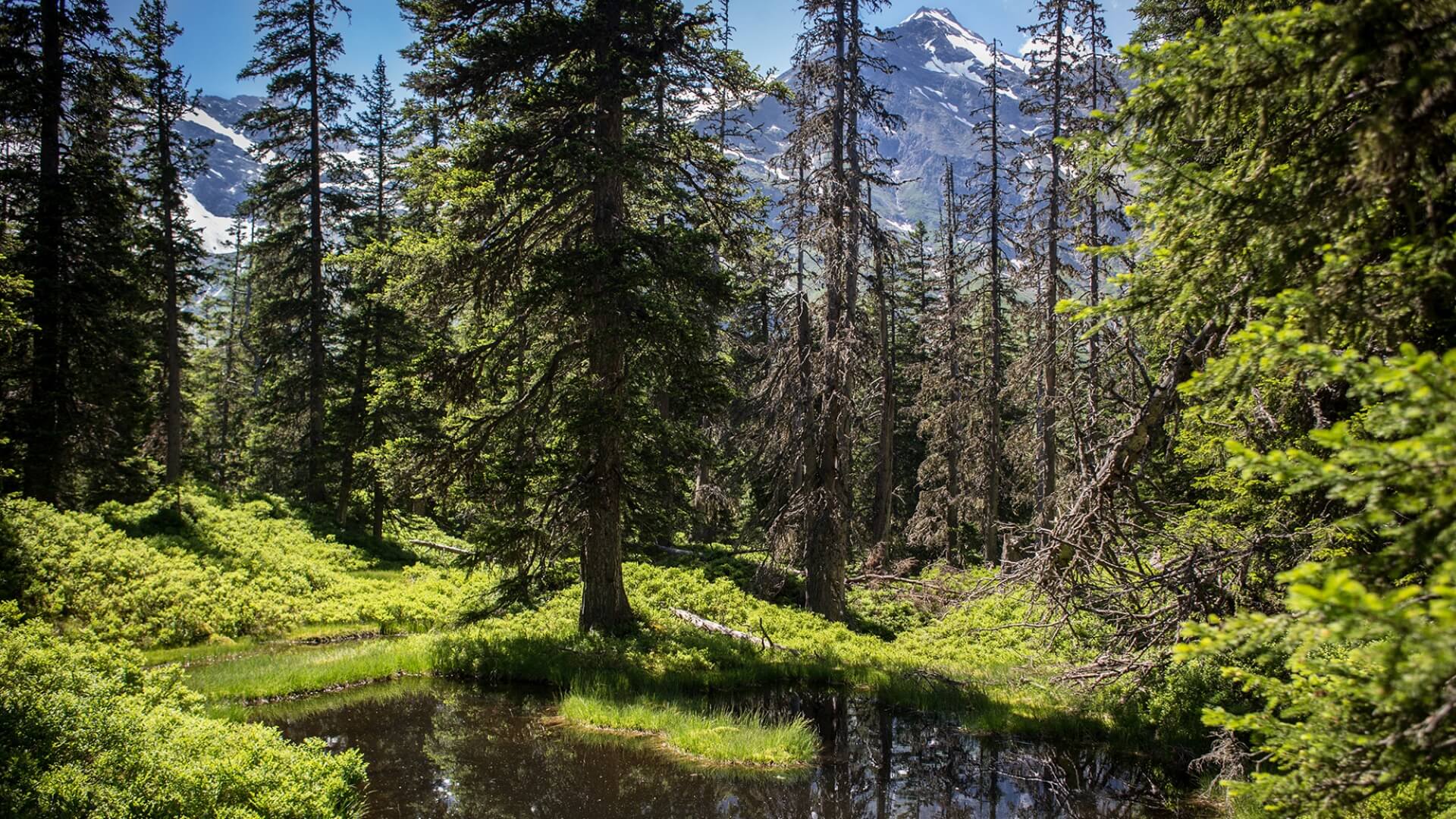 Rauris: Urlaubsparadies für Wanderer﻿, Skisportler und Naturliebhaber.﻿